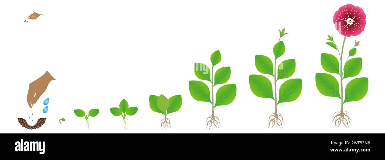 Cycle of growth of petunia plant isolated on a white background Stock ...