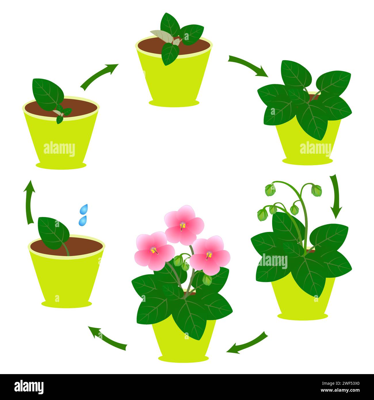 Growth cycle of a saintpaulia plant from a leaf on a white background ...