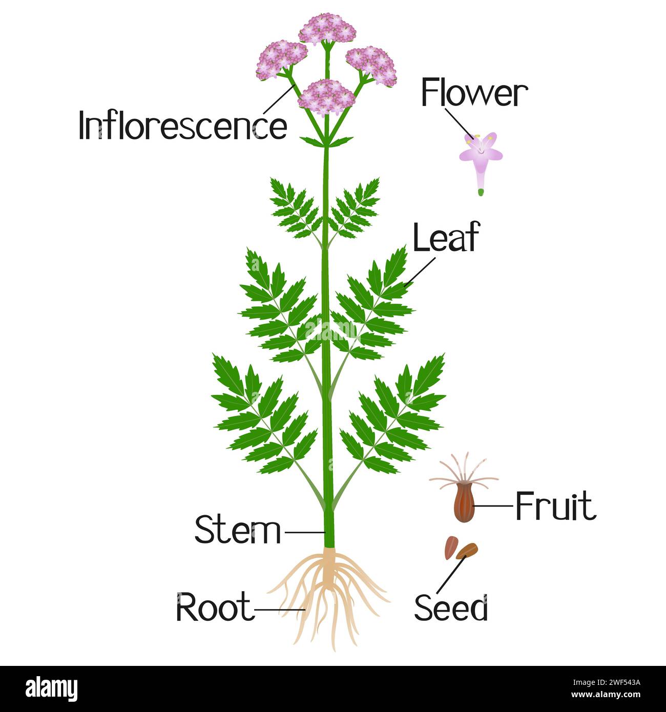 Plant morphology Stock Vector Images - Alamy