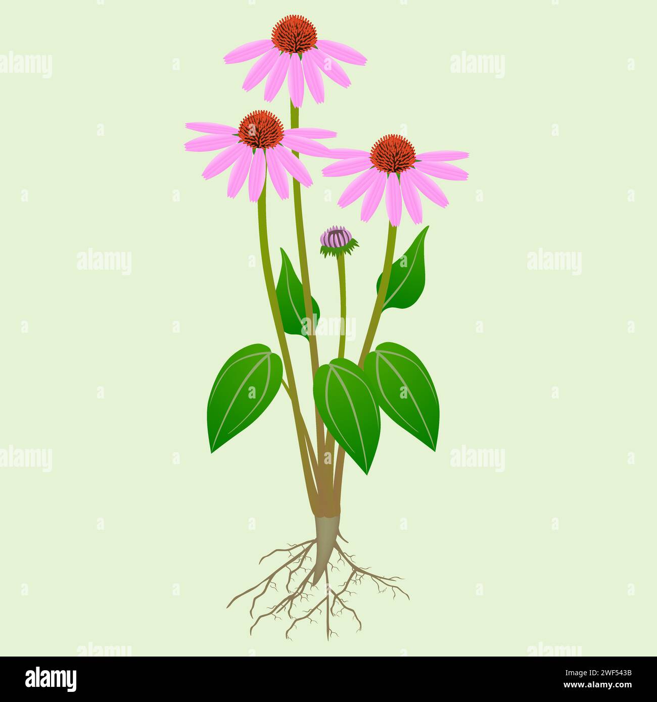 Echinacea purpurea plant with roots on a green background Stock Vector ...