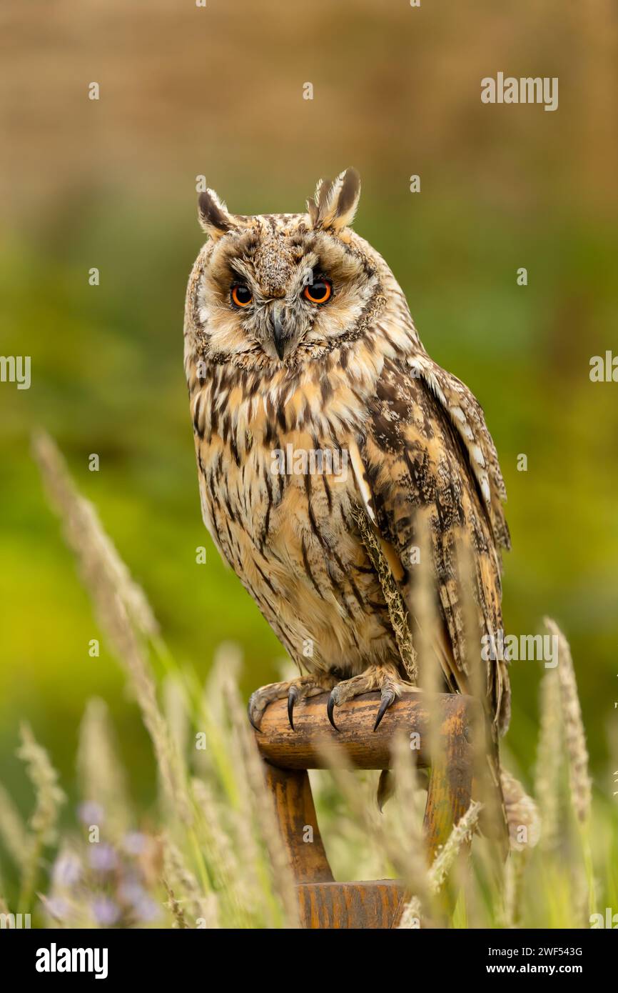 Lesser horned owl hi-res stock photography and images - Alamy