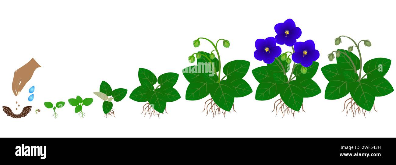 Cycle of growth of saintpaulia violets plant isolated on a white ...