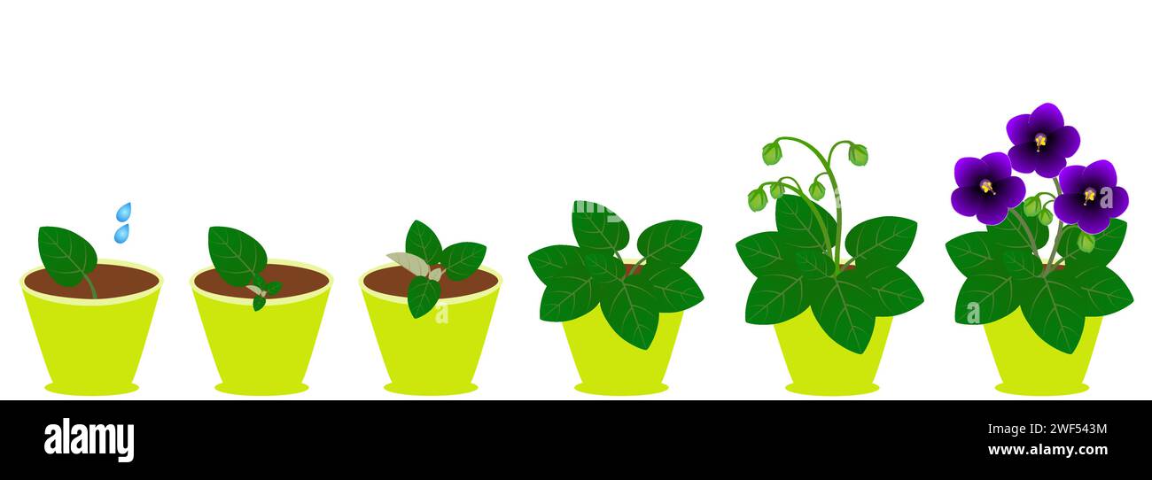 Growth cycle of saintpaulia violets in a pot on a white background ...