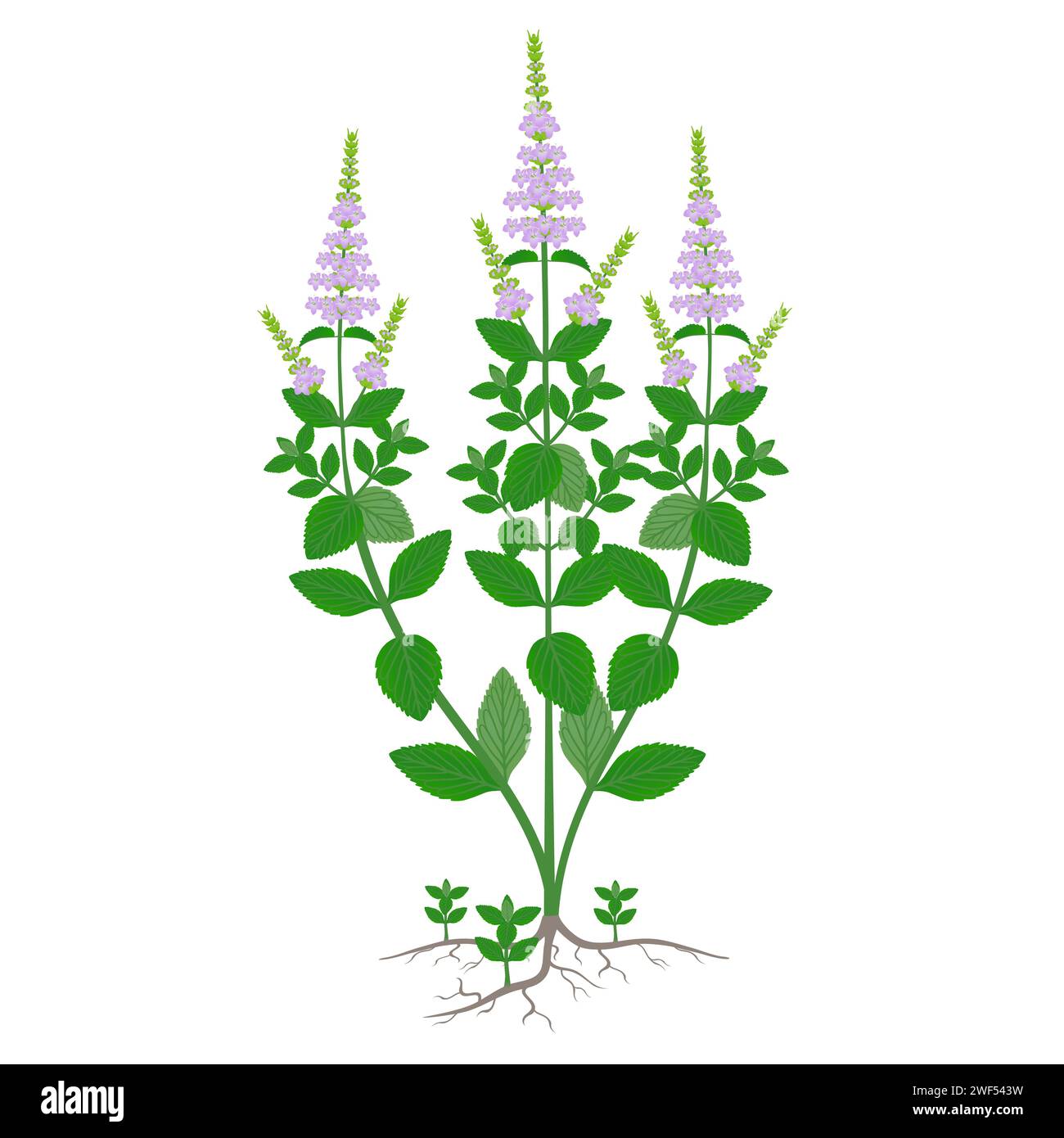 Peppermint plant with flowers and roots on a white background Stock ...