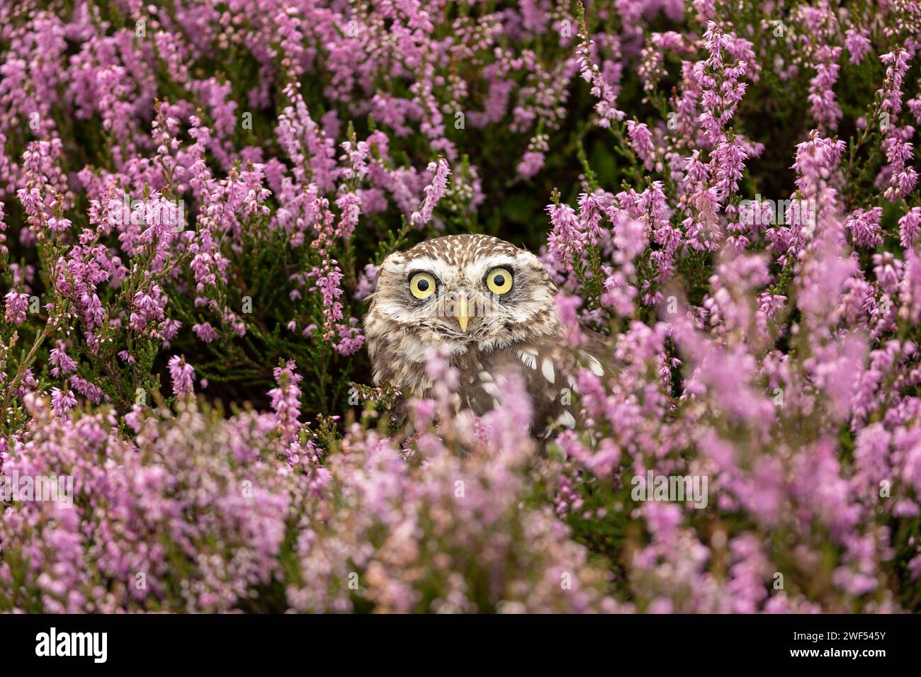 Owl yorkshire moors hi-res stock photography and images - Alamy
