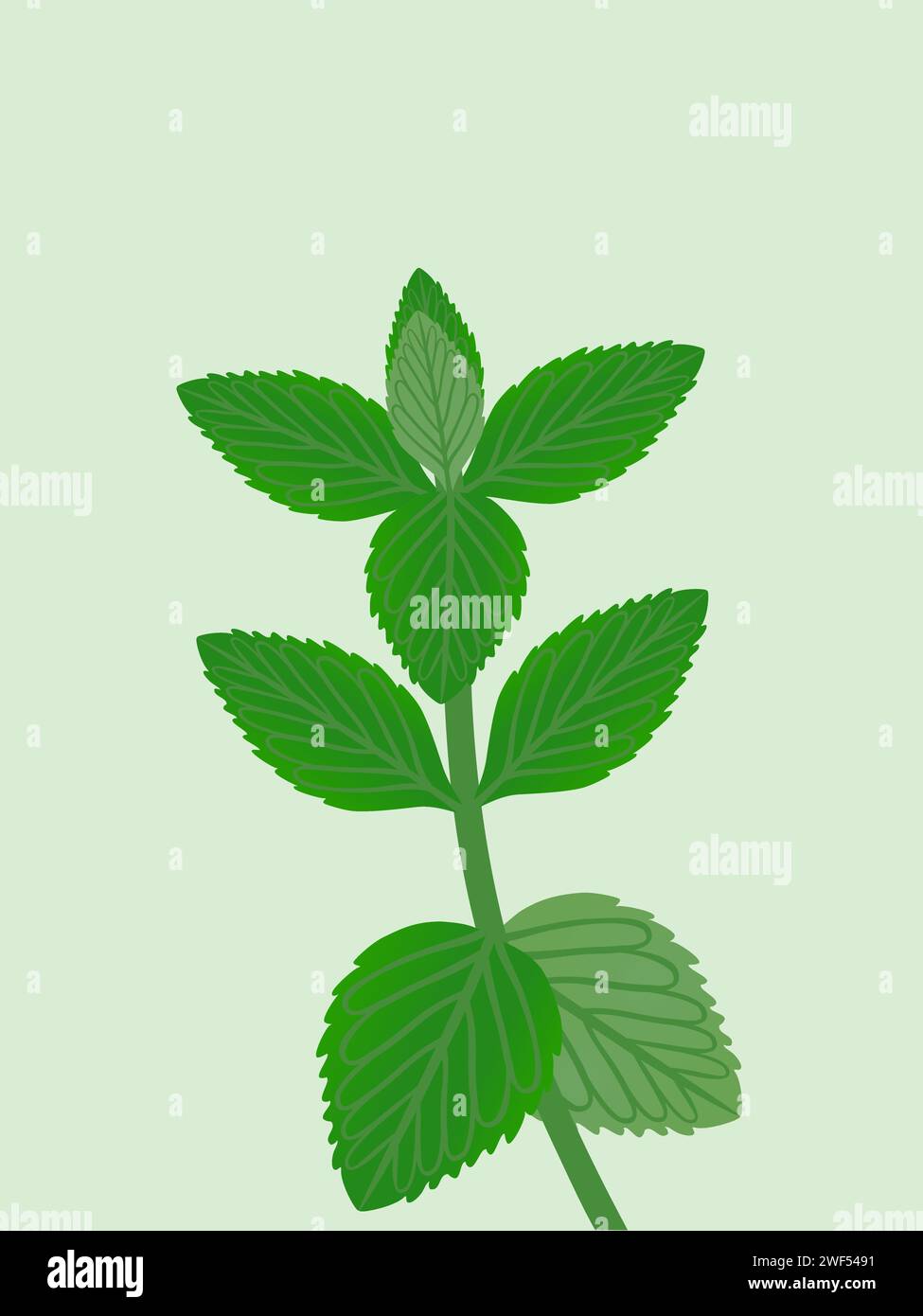Fresh aromatic green mint Stock Vector Images - Alamy