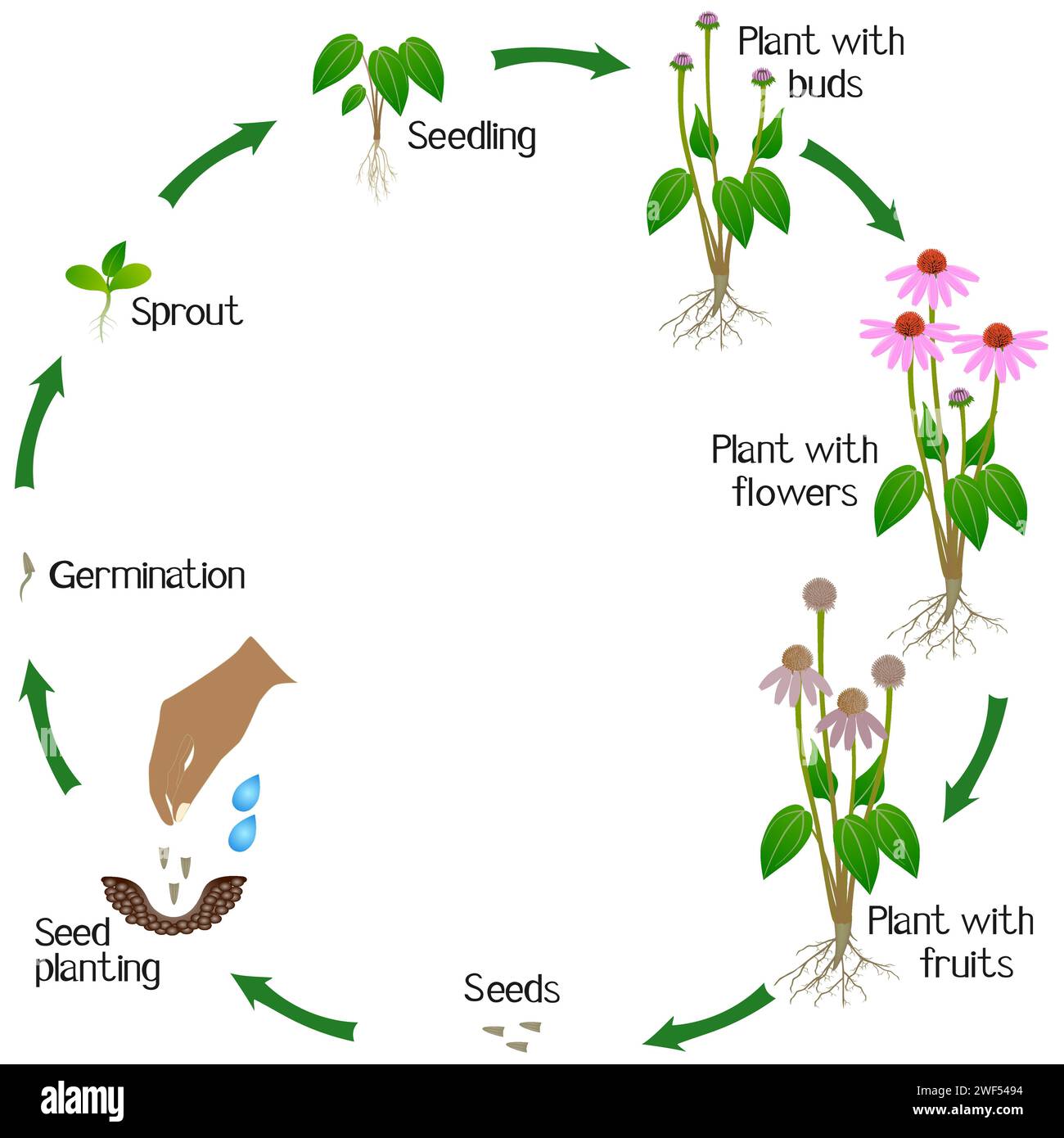 A growth cycle of echinacea purpurea plant on a white background Stock ...