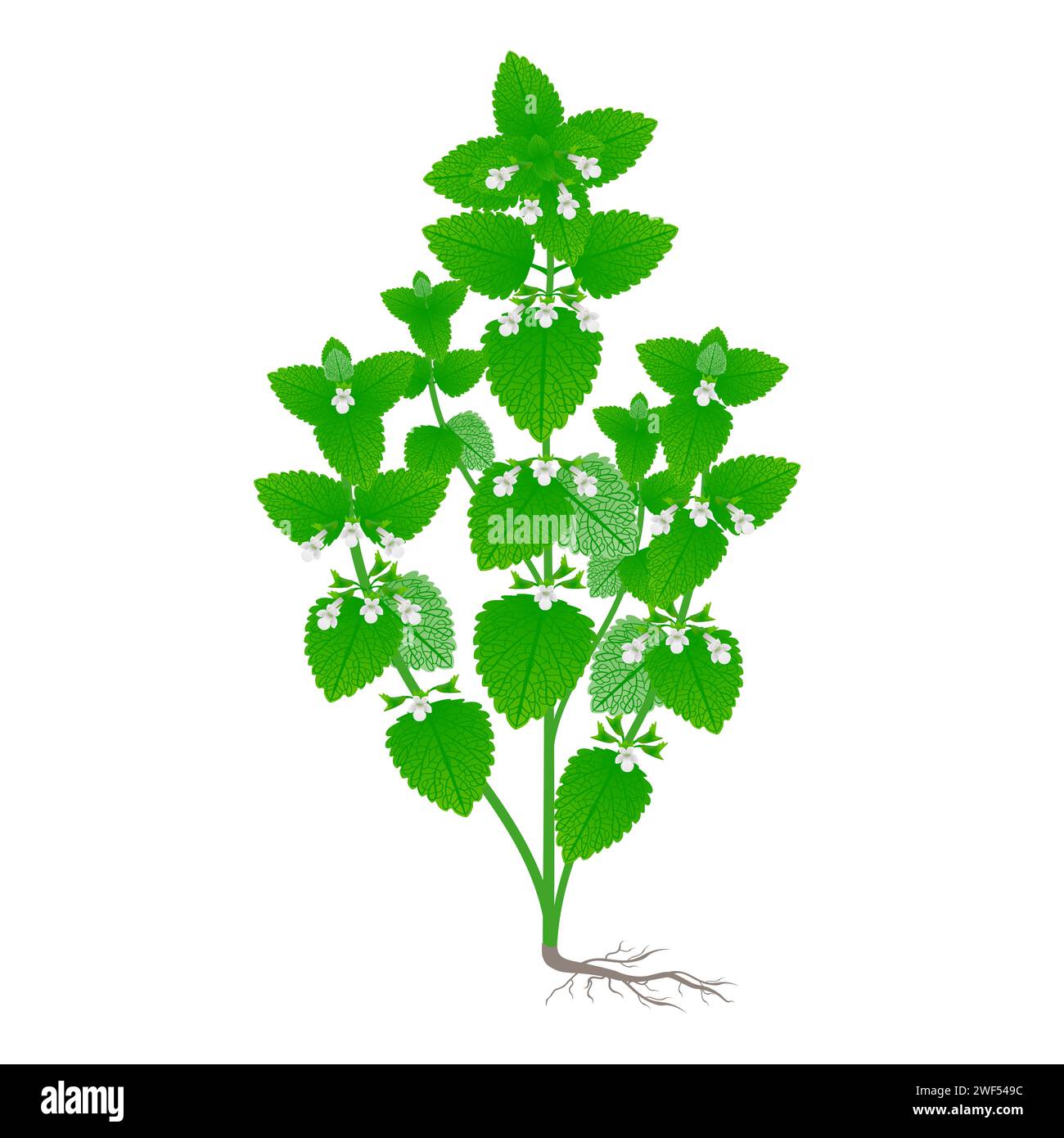 Melissa officinalis plant with flowers and roots on a white background ...