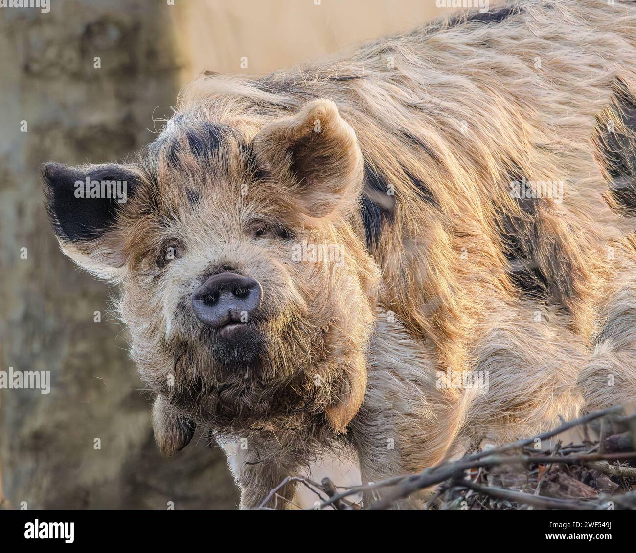 Portrait of a Kune kune, Sus scrofa domesticus, with cream-colored long ...