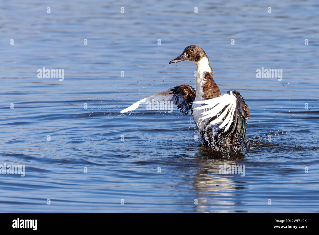 Mallard cross duck hi-res stock photography and images - Alamy