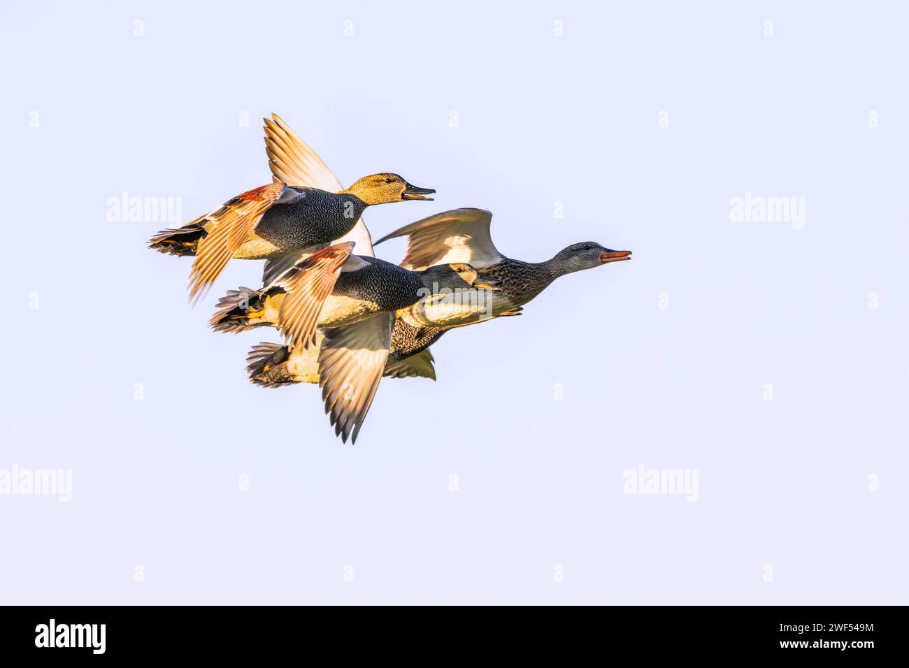 A group of left to right flying male Gadwalls, Mareca strepera, close ...