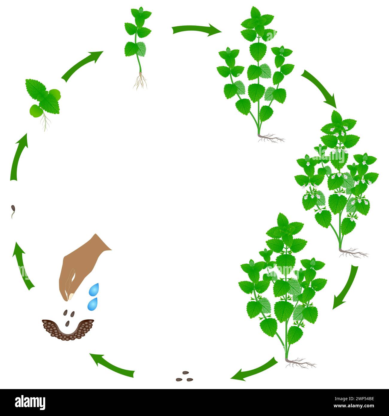 Life cycle of melissa officinalis plant on a white background Stock ...