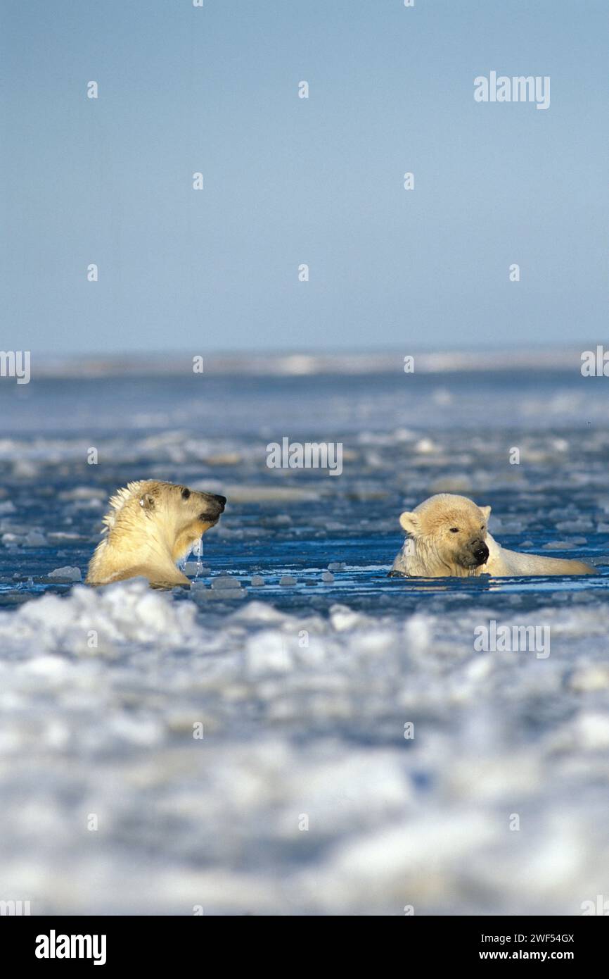 polar bears, Ursus maritimus, in slushy pack ice, 1002 coastal plain of ...