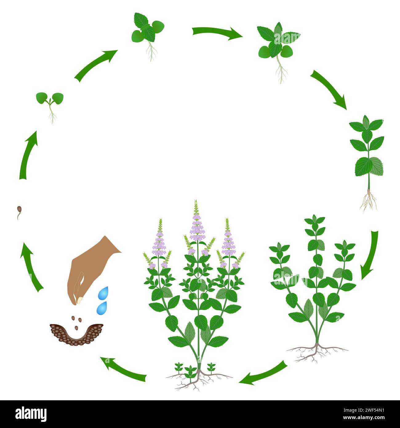 Life cycle of peppermint plant on a white background Stock Vector Image ...