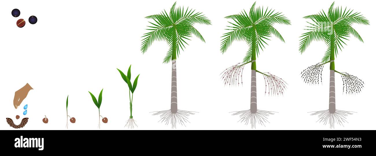 Cycle of growth of acai palm tree on a white background Stock Vector ...