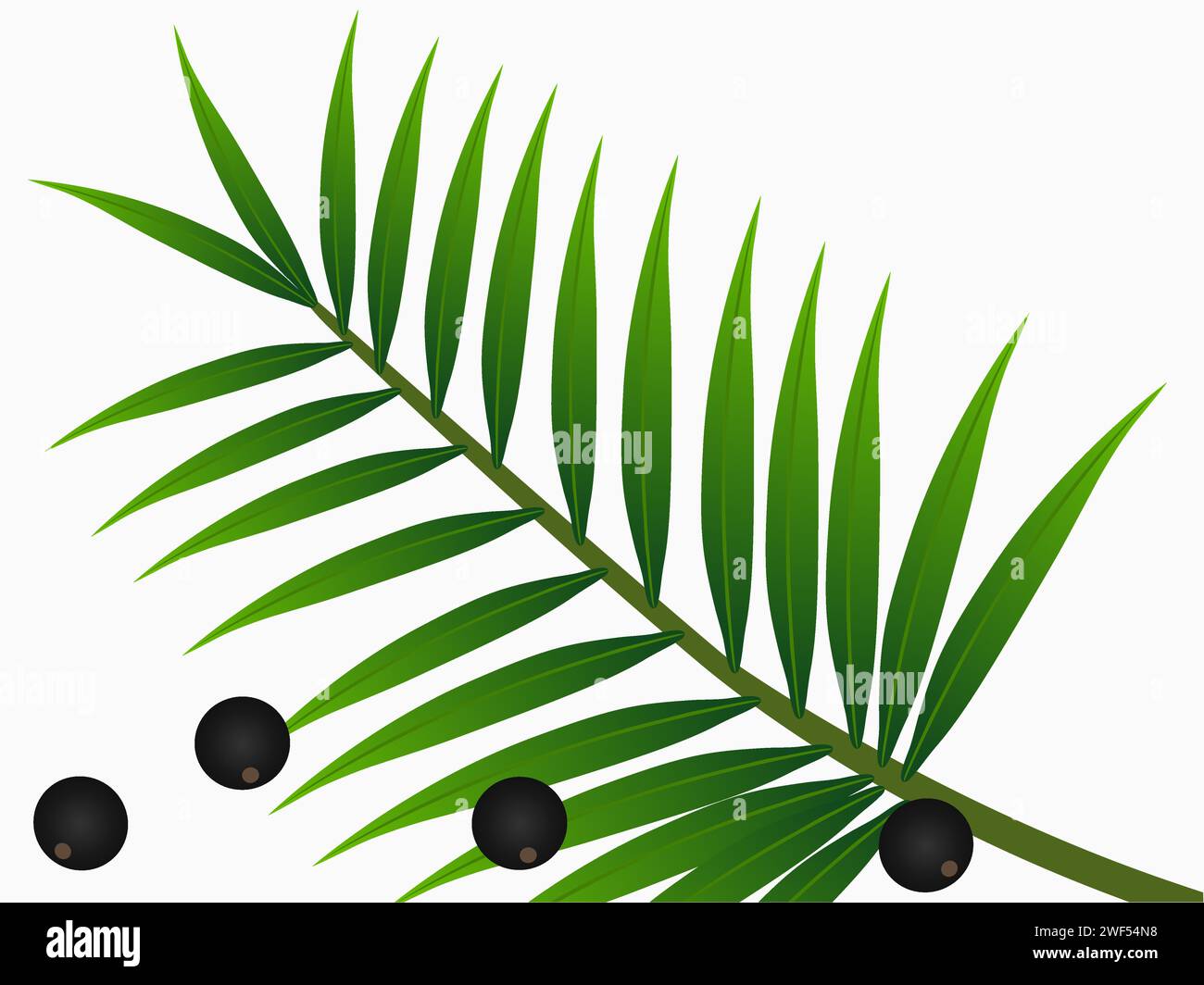 Palm leaves with acai berries on a white background Stock Vector Image ...