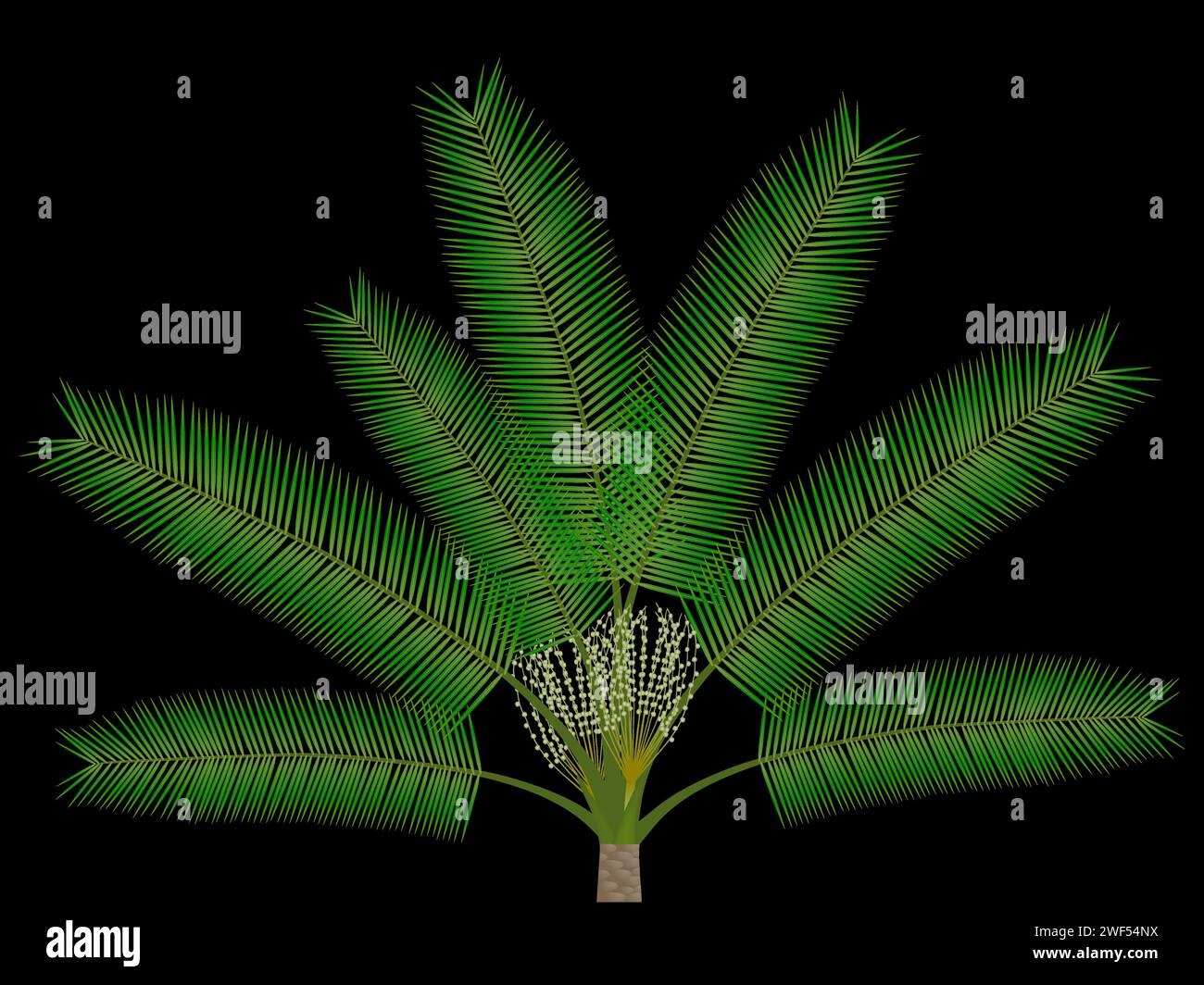 Female palm flowers Stock Vector Images - Alamy