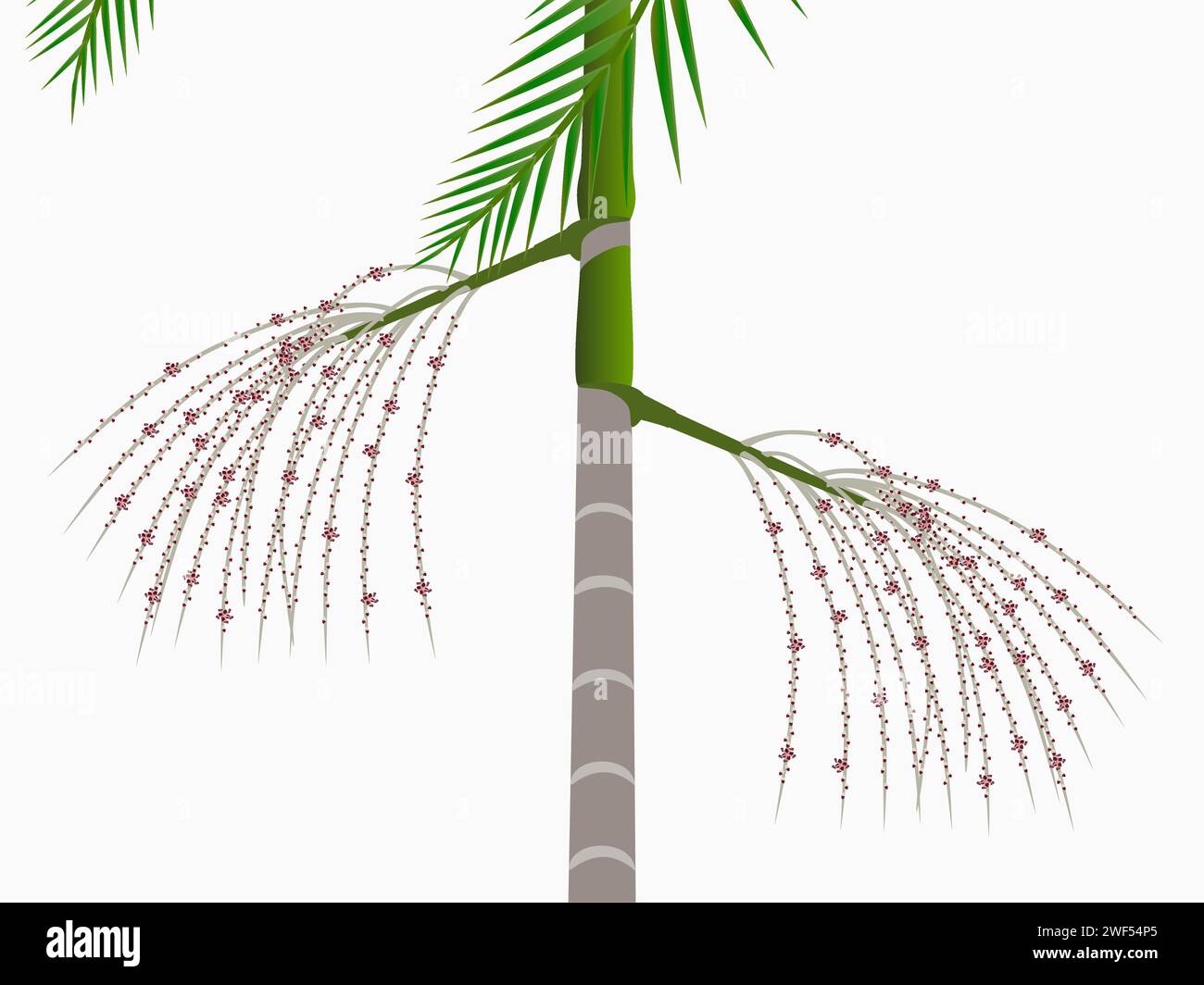 Blooming acai palm tree with leaves on a white background Stock Vector ...