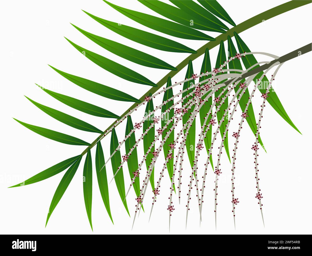 Acai palm branch with flowers and leaves on a white background Stock ...