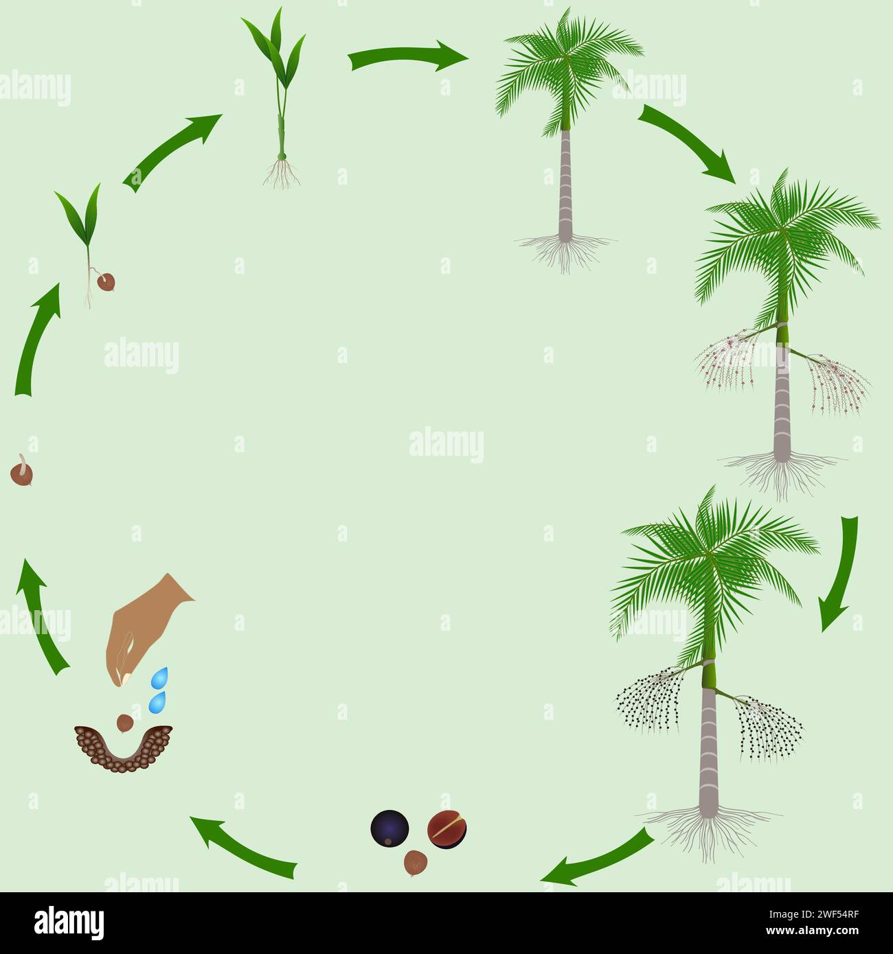 Acai Palm Tree Growing Zones at Andrew York blog