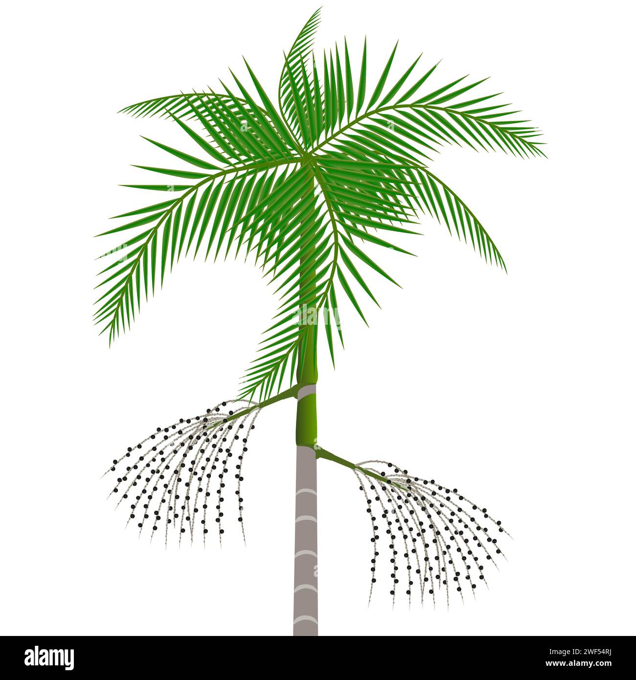 Acai palm tree with berries on a white background Stock Vector Image ...