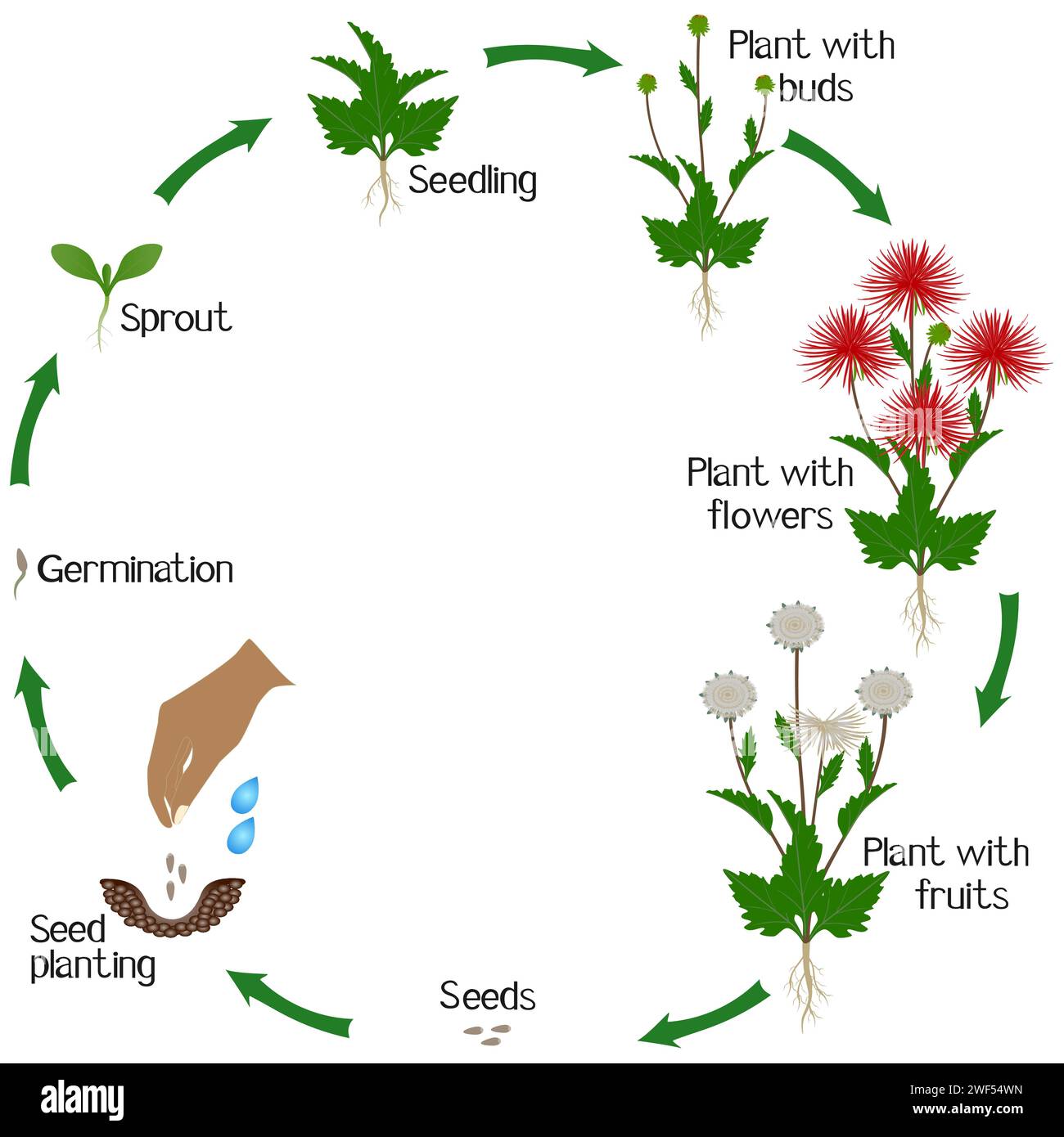 A growth cycle of aster flowers on a white background Stock Vector ...