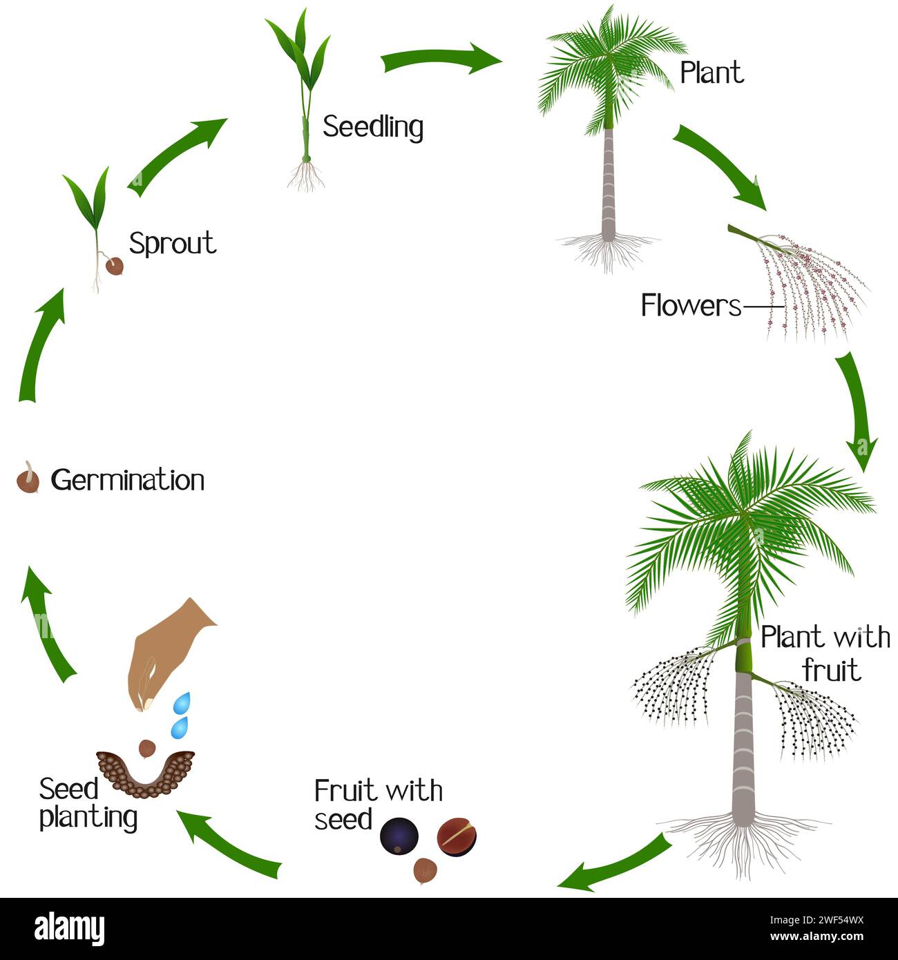 Palm oil fruits Cut Out Stock Images & Pictures - Alamy