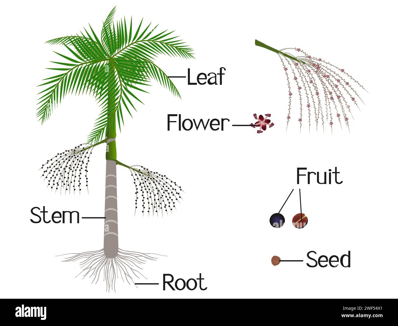 An illustration showing parts of acai palm tree on a white background ...