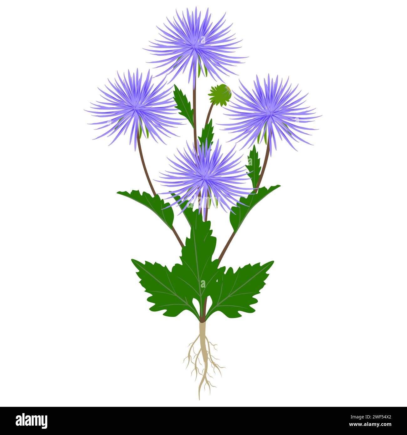 Aster plant with flowers and roots on a white background Stock Vector ...