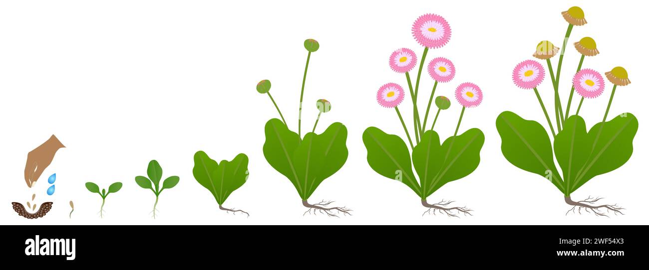 Cycle of growth of daisy plant isolated on a white background Stock ...