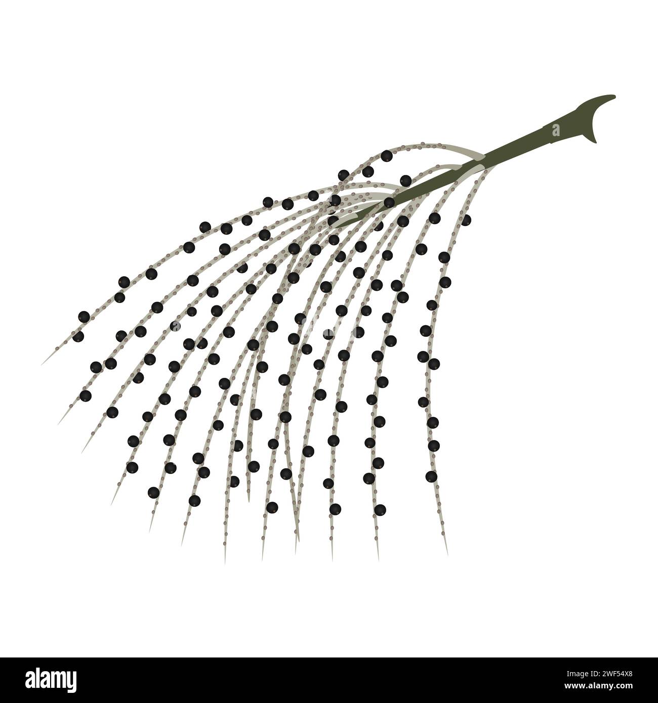 Branch With Acai Berries On A White Background Stock Vector Image And Art Alamy
