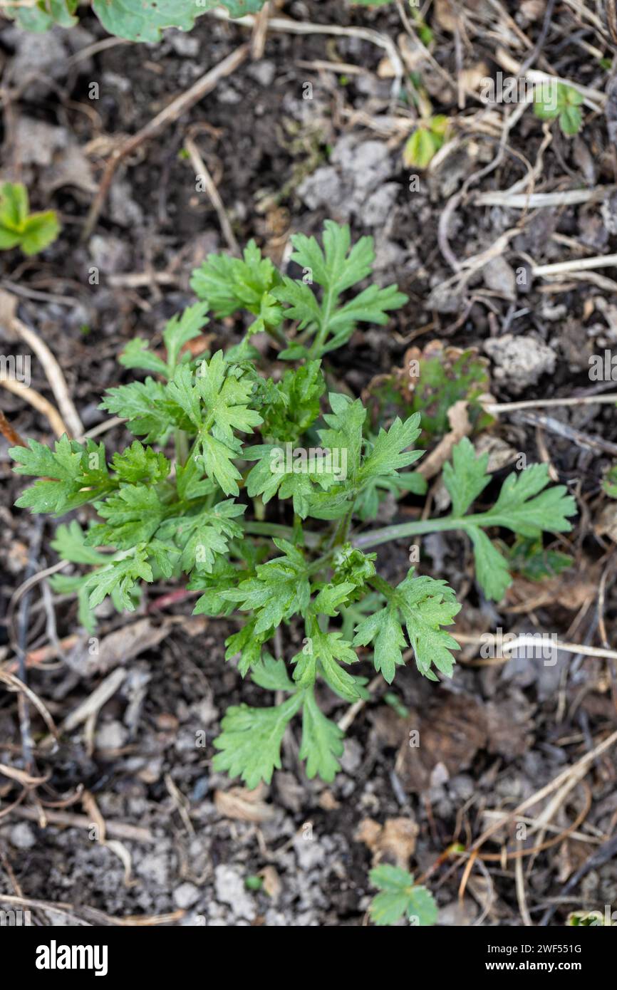 Mugwort fresh green leaves in hi-res stock photography and images - Alamy