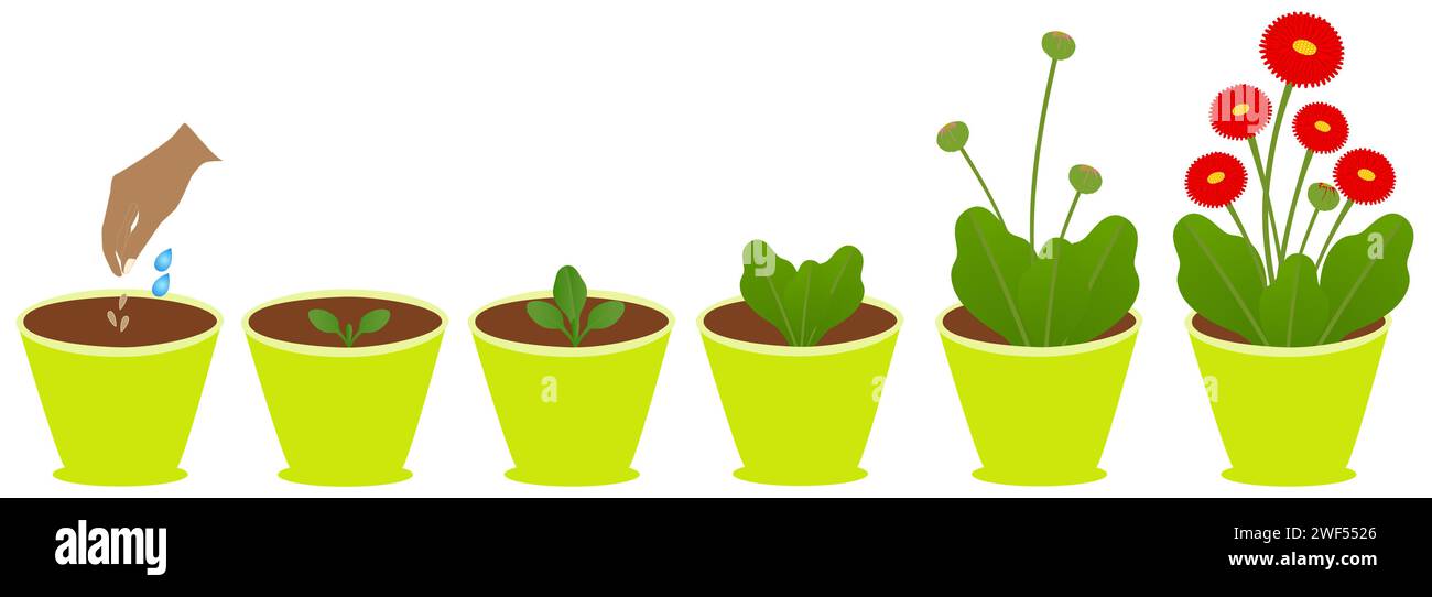 Daisy Flower Life Cycle at Zara Khull blog