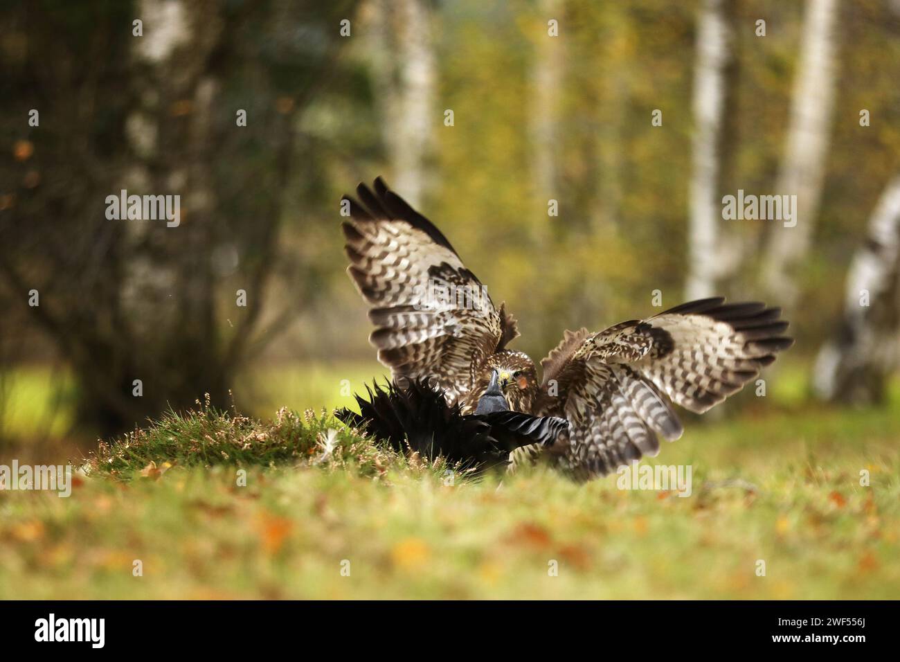 Common buzzard (Buteo buteo) and common raven (Corvus corax) together ...
