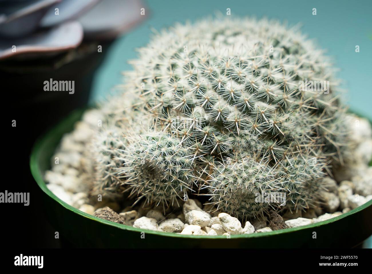 Twin-spined cactus, also known as mammillaria geminispina, under a ...