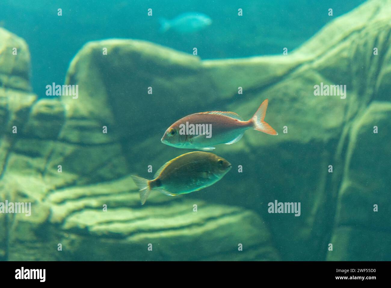 Different fishes swimming in sea aquarium Stock Photo - Alamy