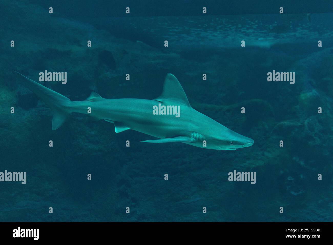 Silvertip shark swimming in deep sea aquarium Stock Photo - Alamy