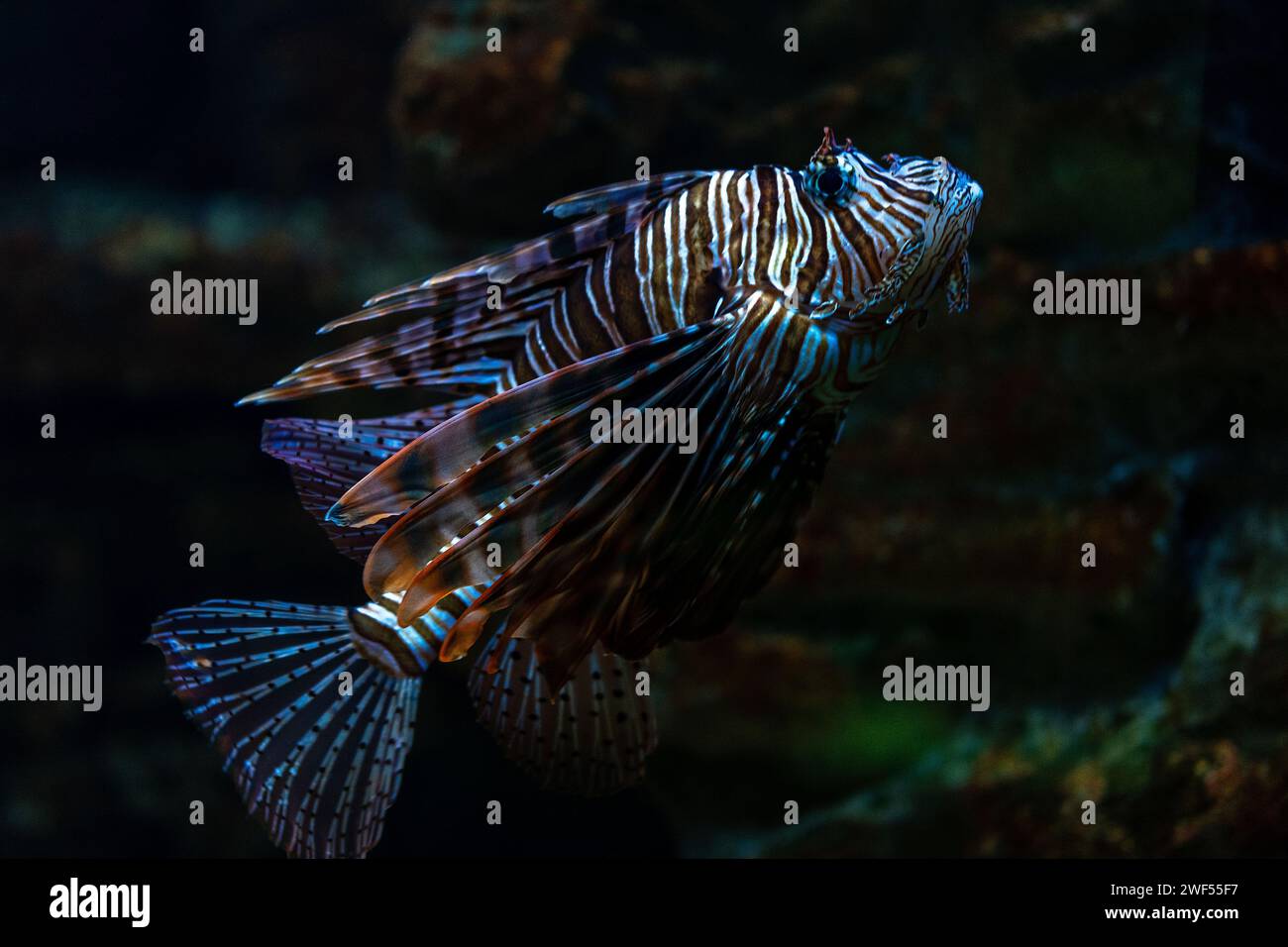 Devil firefish close up photo in aquarium Stock Photo - Alamy