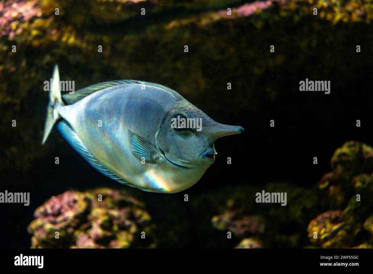 Short nose unicornfish hi-res stock photography and images - Alamy