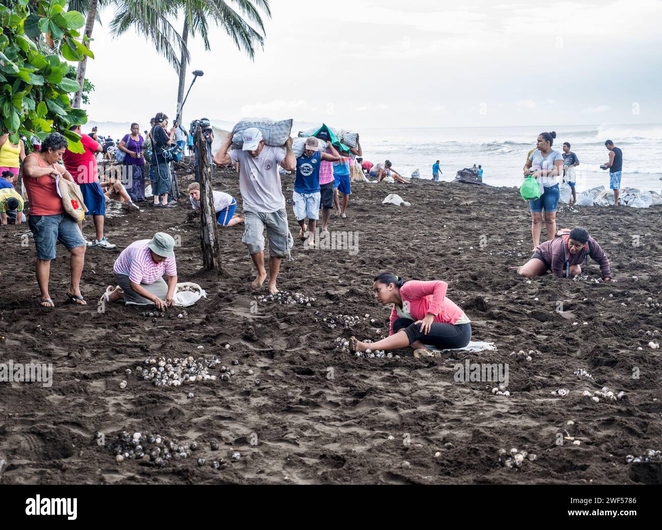 Residents of Ostional Village, Costa Rica gathering sea turtle eggs ...