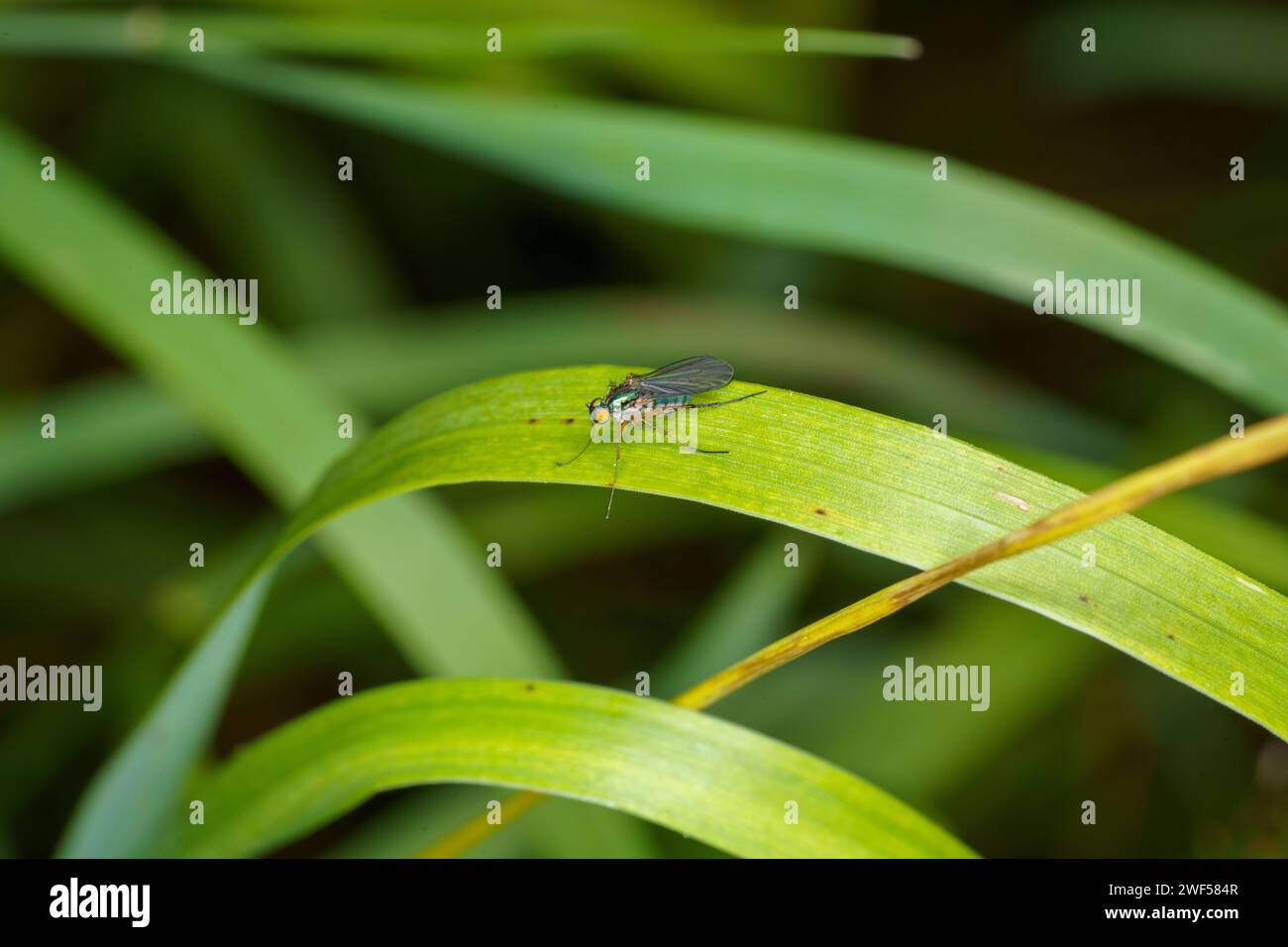 Dolichopodidae family fly hi-res stock photography and images - Alamy