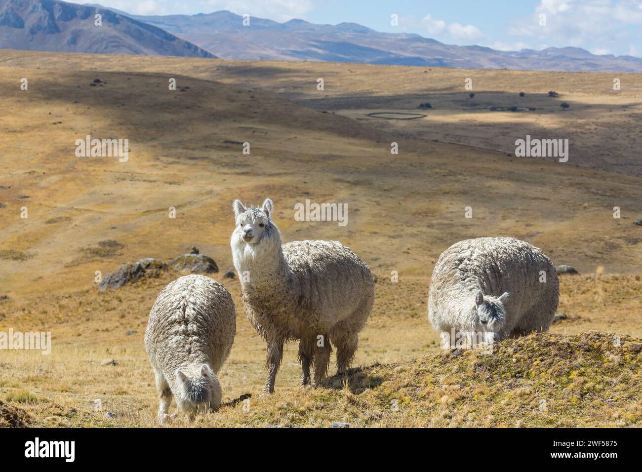 Peruvian alpaca in Andes, Peru, South America Stock Photo - Alamy