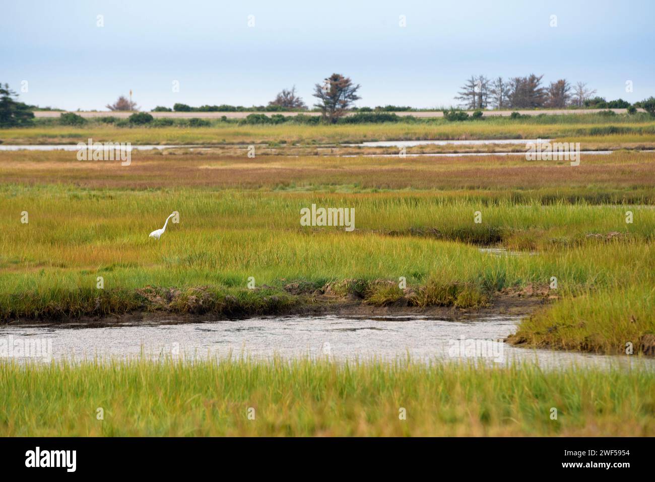 Great egret hunting in the wetlands of Stanhope, Prince Edward Island ...
