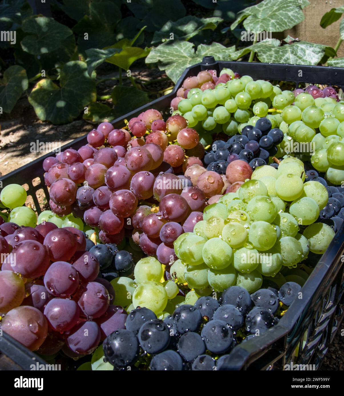 Basket overflowing with diverse grape varieties, resting on earth Stock ...