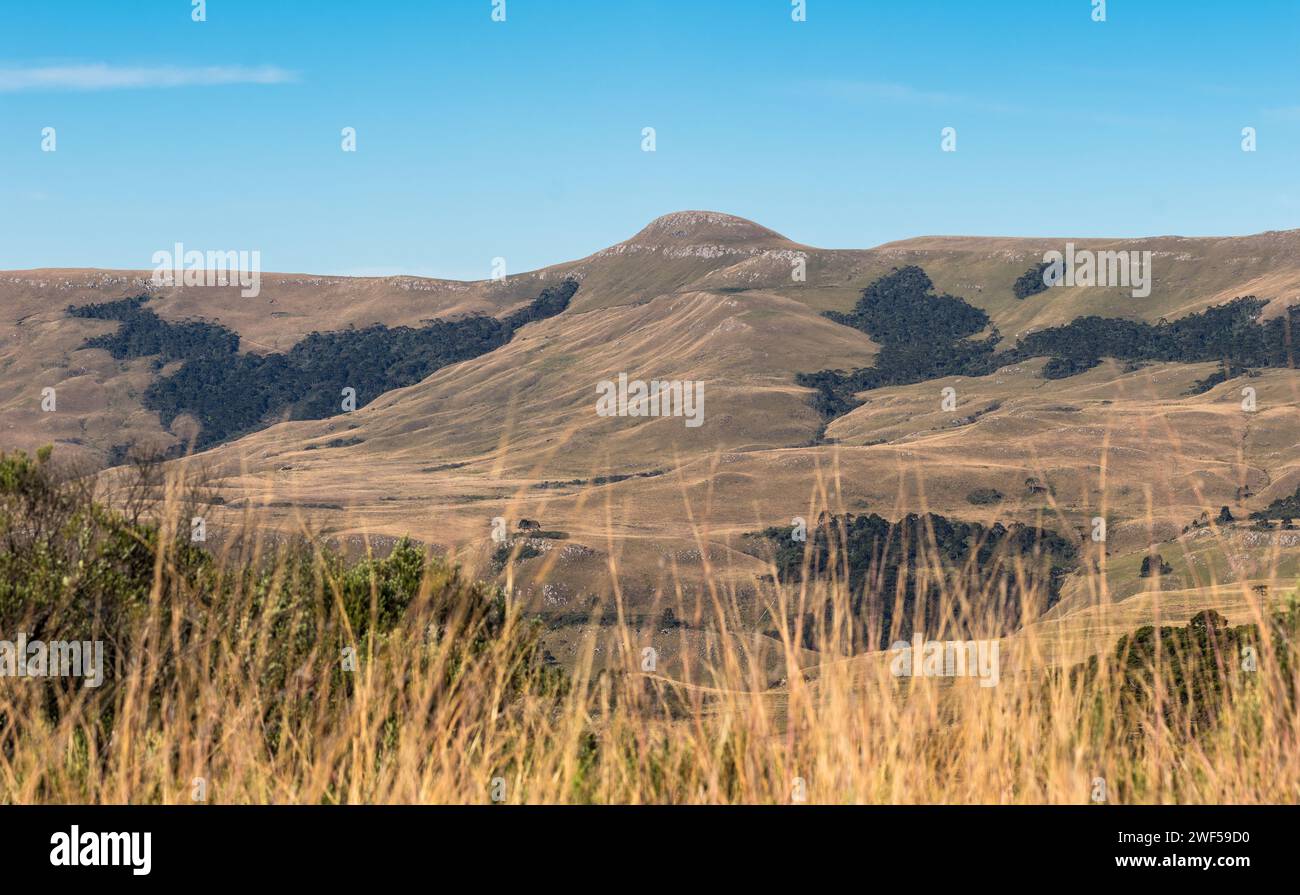 Golden grass brazil hi-res stock photography and images - Alamy