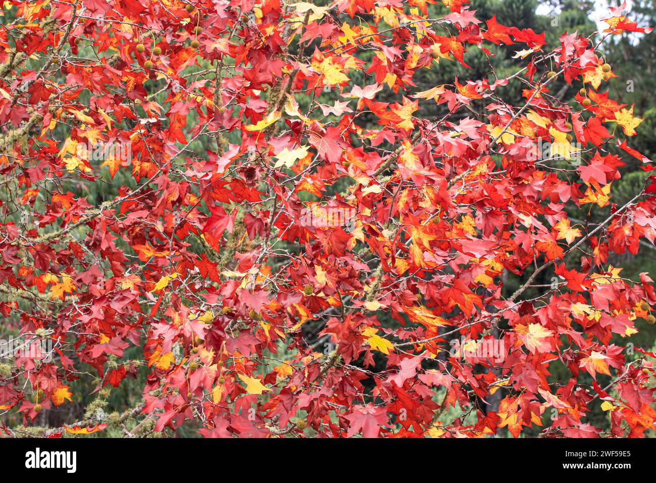 Vibrant foliage displays hi-res stock photography and images - Alamy