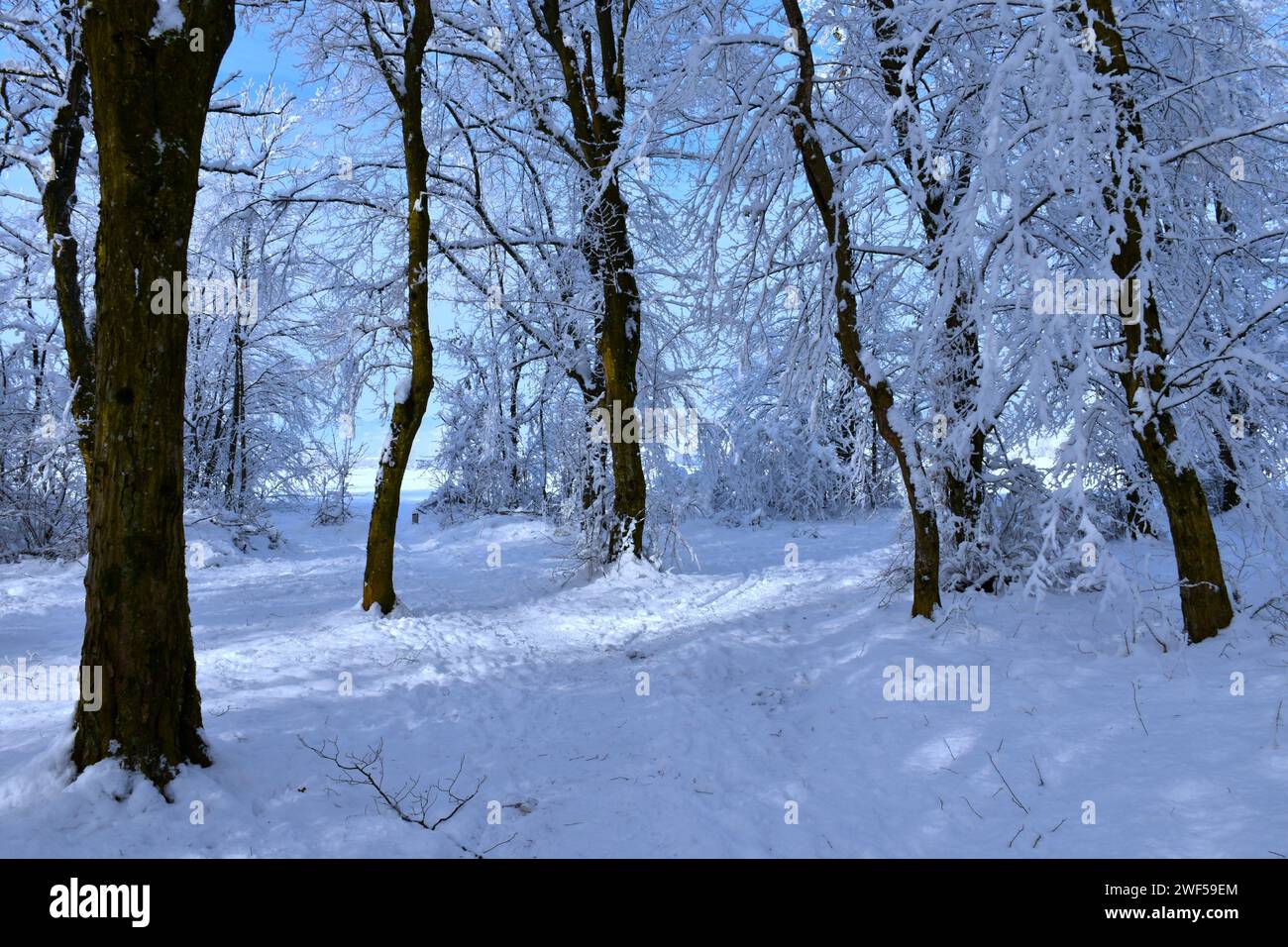 Temperate deciduous forest hi-res stock photography and images - Alamy