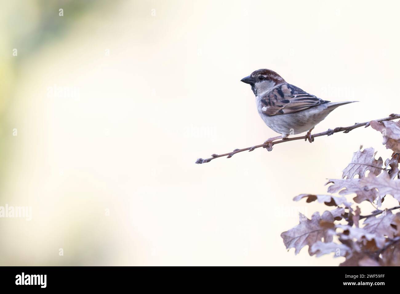 The Italian sparrow (Passer italiae), also known as the cisalpine ...