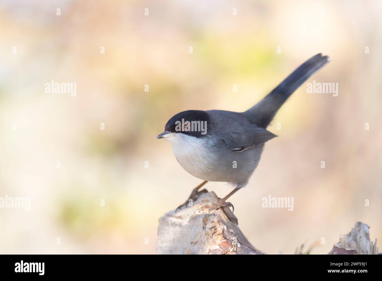 Typical Mediterranean bird, Sardinian warbler, Curruca melanocephala ...