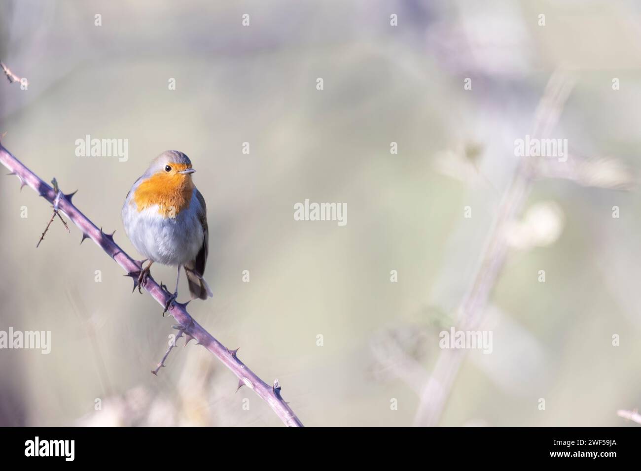 Typical European bird, European robin, Erithacus rubecula Stock Photo ...